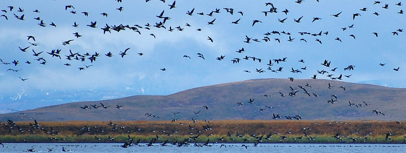 Brant hunting guides | Emperor Goose Hunting