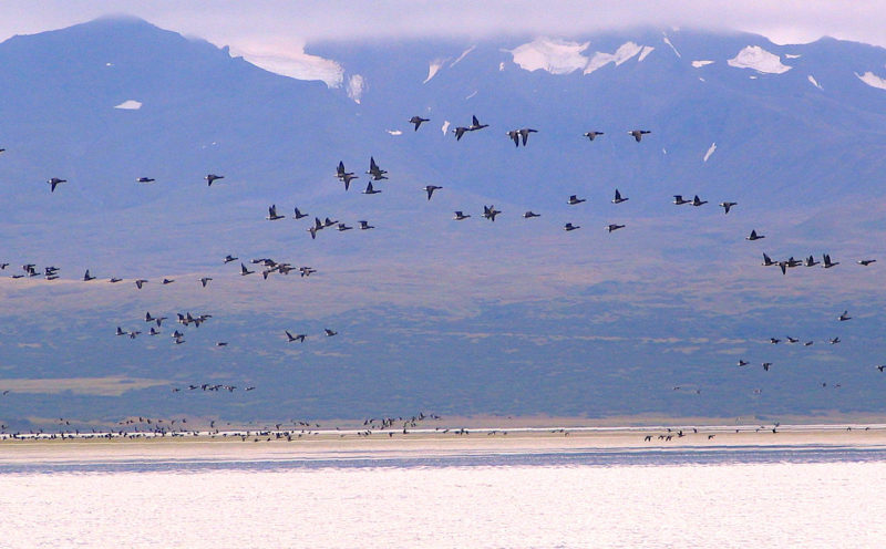 Brant hunting guides | Emperor Goose Hunting