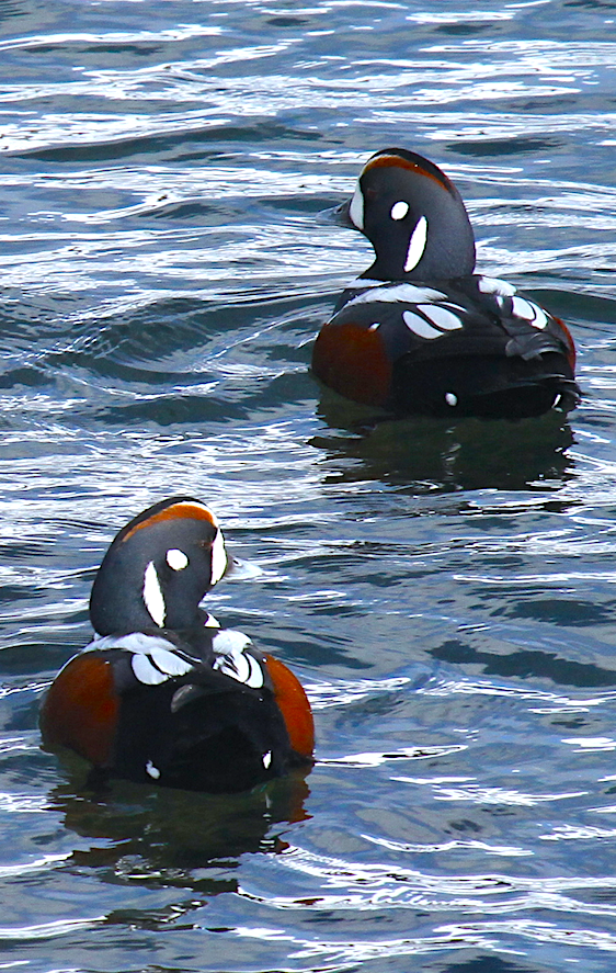Harlequin duck hunting Alaska | Emperor Goose Hunting