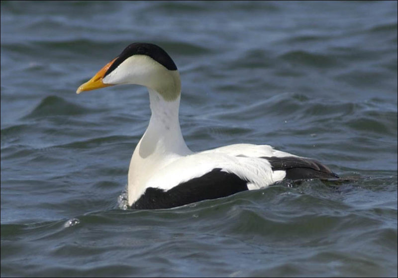 Pacific Eiders of Alaska | Emperor Goose Hunting